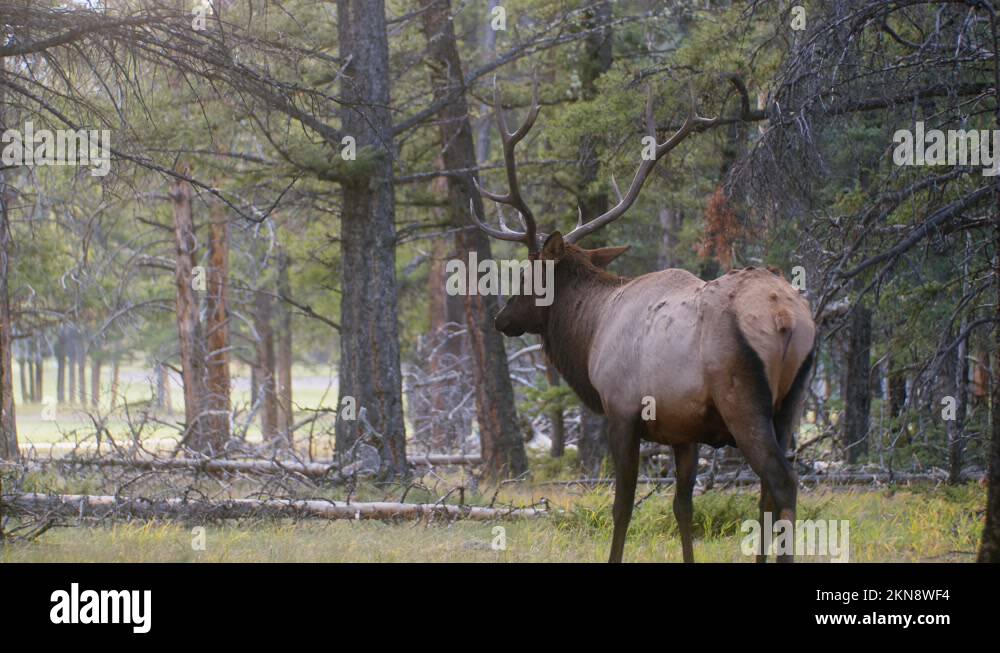 Bull elk forest Stock Videos & Footage - HD and 4K Video Clips - Alamy