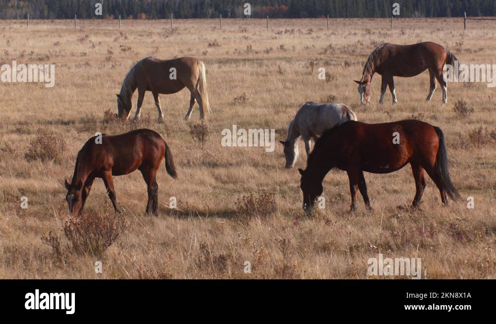 Horses together Stock Videos & Footage - HD and 4K Video Clips - Alamy