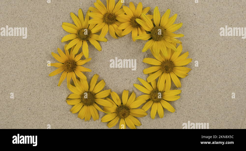 Circle of daisies Stock Videos & Footage - HD and 4K Video Clips - Alamy