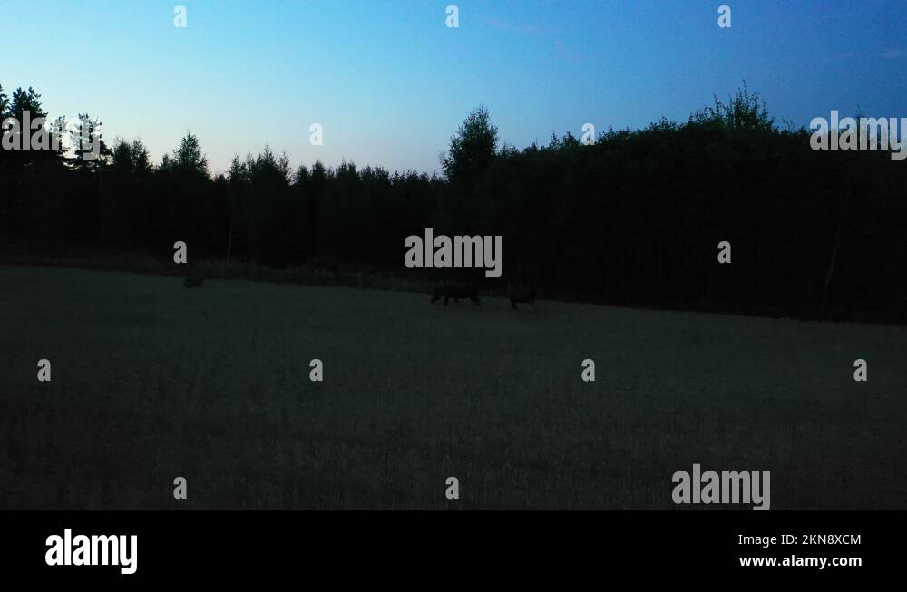 Side view of bull elk Stock Videos & Footage - HD and 4K Video Clips ...