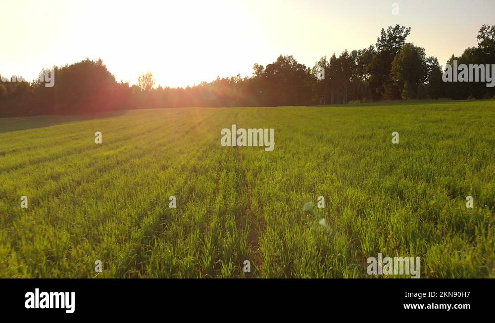 Green growing crops in agriculture Stock Videos & Footage - HD and 4K ...