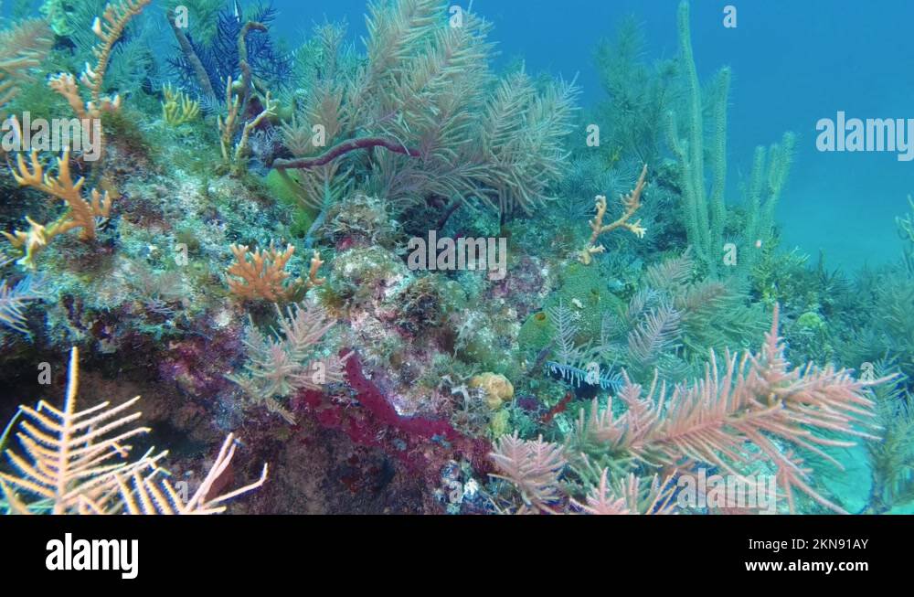 Atlantic underwater Stock Videos & Footage - HD and 4K Video Clips - Alamy