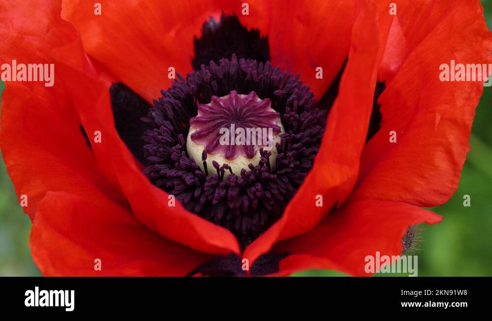 Stamen and pistil Stock Videos & Footage - HD and 4K Video Clips - Alamy