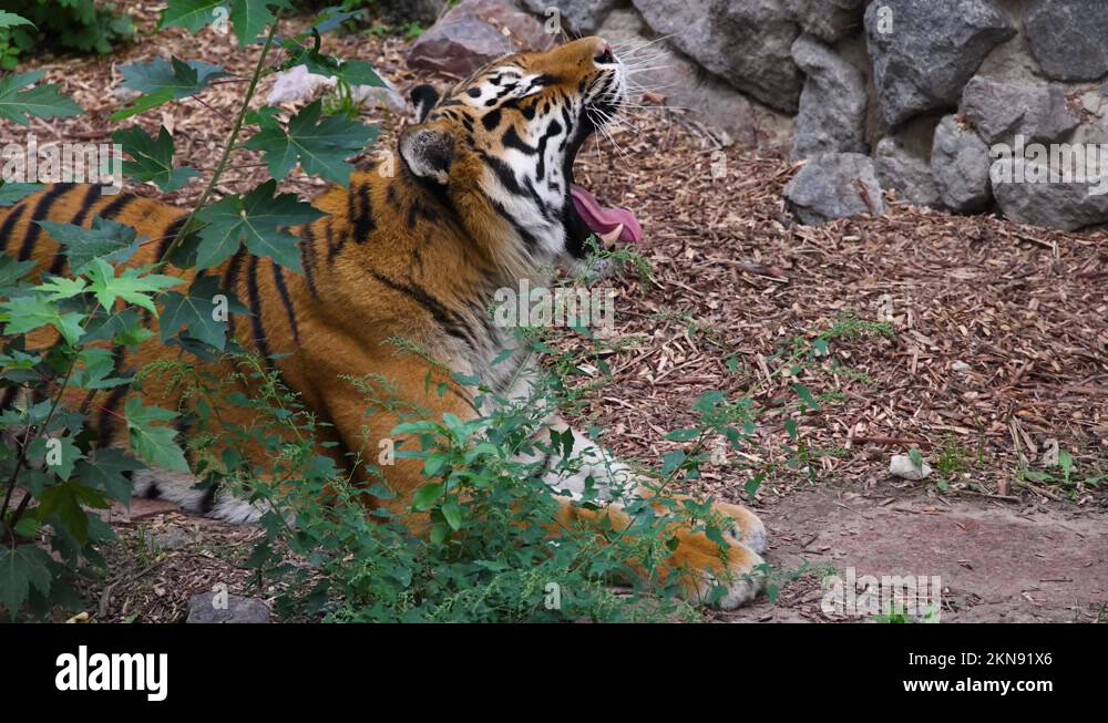 Tiger motion Stock Videos & Footage - HD and 4K Video Clips - Alamy