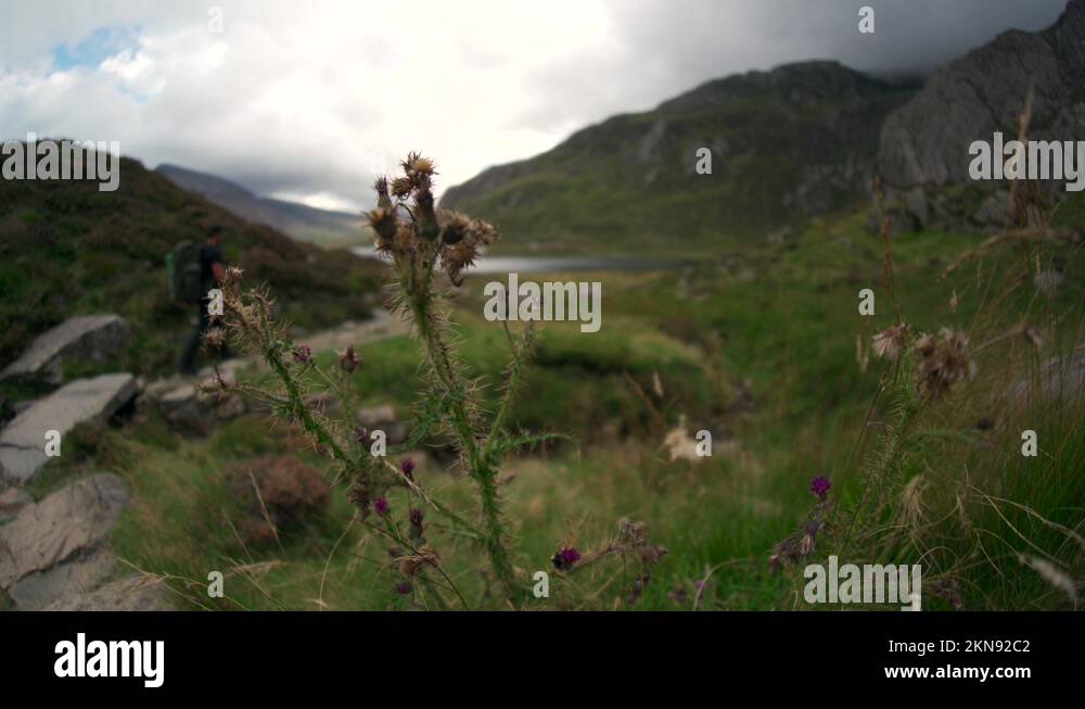 Snowdonia flowers Stock Videos & Footage - HD and 4K Video Clips - Alamy