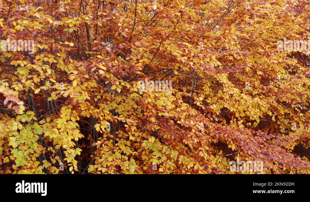 Deciduous trees fall foliage Stock Videos & Footage - HD and 4K Video ...