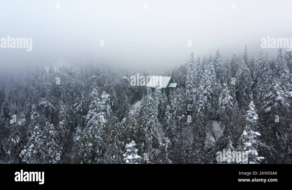 Pine trees of north america Stock Videos & Footage - HD and 4K Video ...