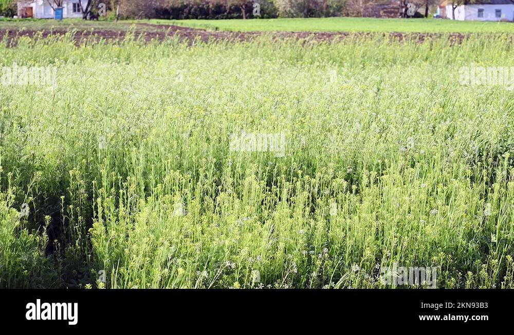 the wind blows across the green field and stirs the spikelets of grass ... the wind blows across the green field and stirs the spikelets of grass ...