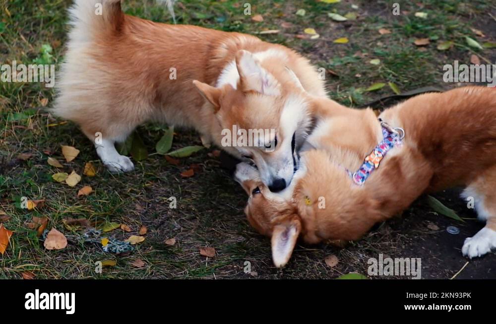 Pembroke welsh corgi jump Stock Videos & Footage - HD and 4K Video ...