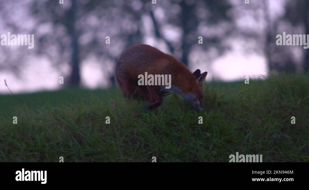 Red fox hunting Stock Videos & Footage - HD and 4K Video Clips - Alamy
