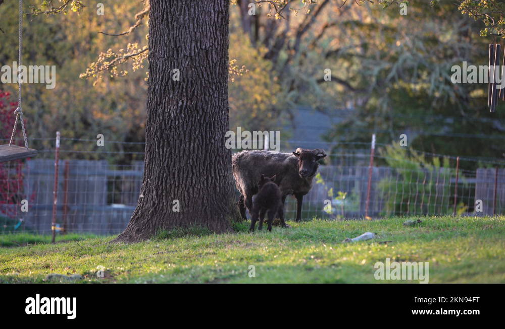Ewe lamb jump Stock Videos & Footage - HD and 4K Video Clips - Alamy