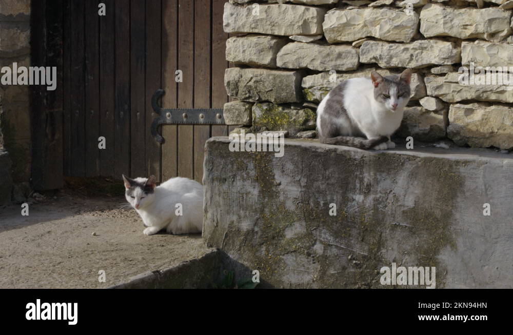 Sitting stone Stock Videos & Footage - HD and 4K Video Clips - Alamy