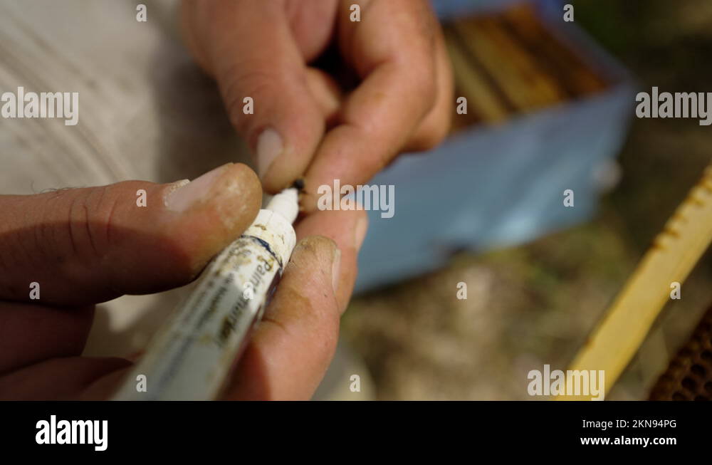 White marker Stock Videos & Footage - HD and 4K Video Clips - Alamy