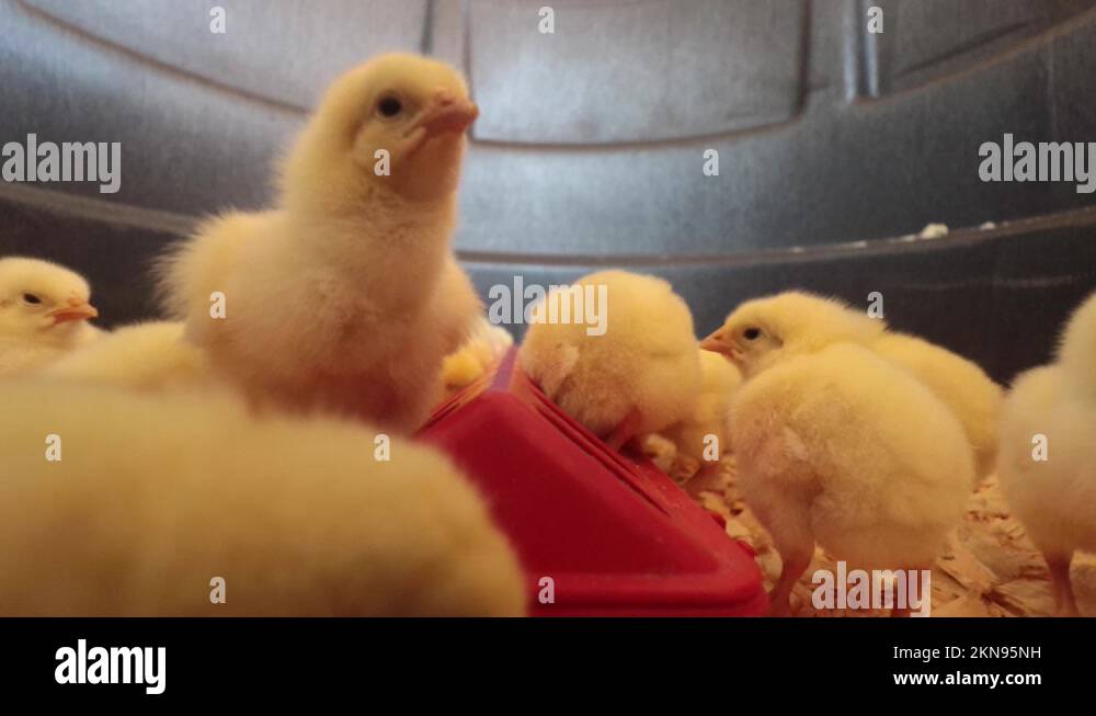 Day old chicken Stock Videos & Footage - HD and 4K Video Clips - Alamy