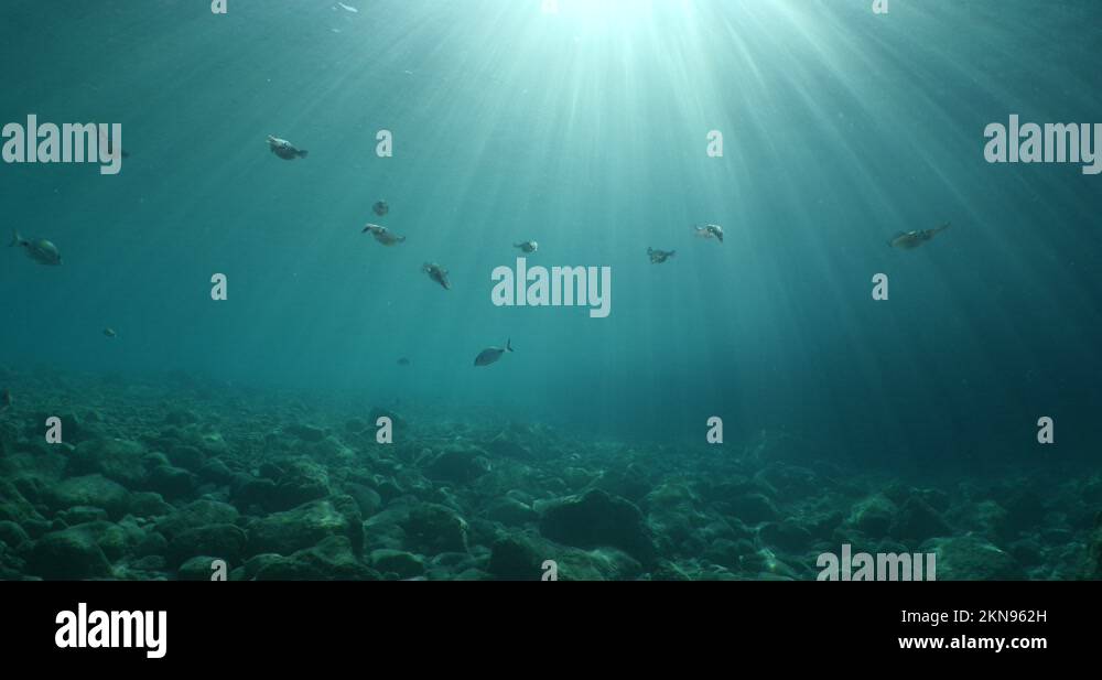 squid school underwater underwater ocean scenery animal cephalopod ...