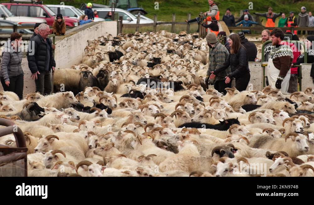 Roundup group of people Stock Videos & Footage - HD and 4K Video Clips ...