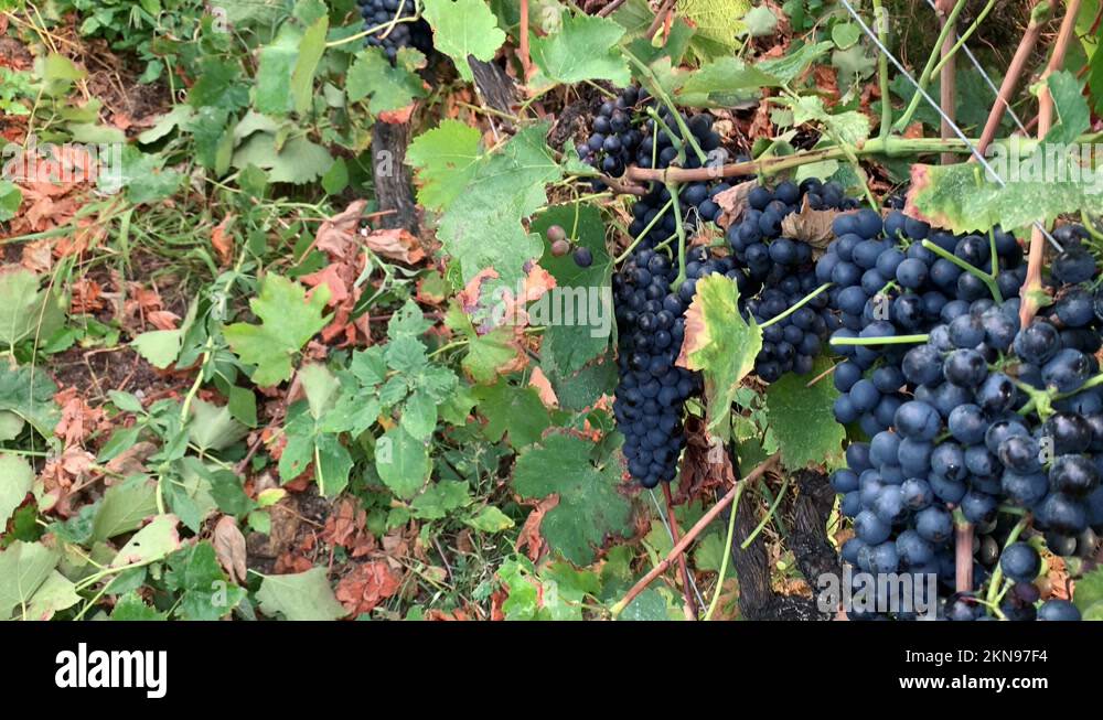 Shade vine Stock Videos & Footage - HD and 4K Video Clips - Alamy