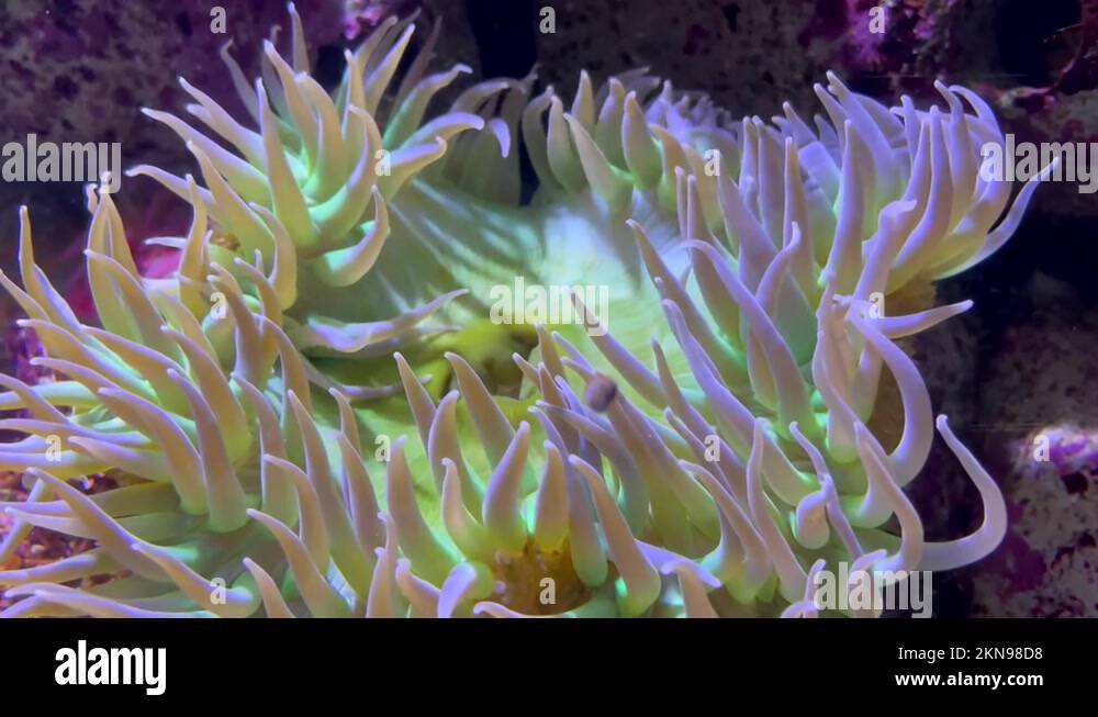 Anemone anatomy Stock Videos & Footage - HD and 4K Video Clips - Alamy
