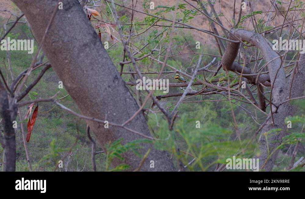 Outdoors bird Stock Videos & Footage - HD and 4K Video Clips - Alamy