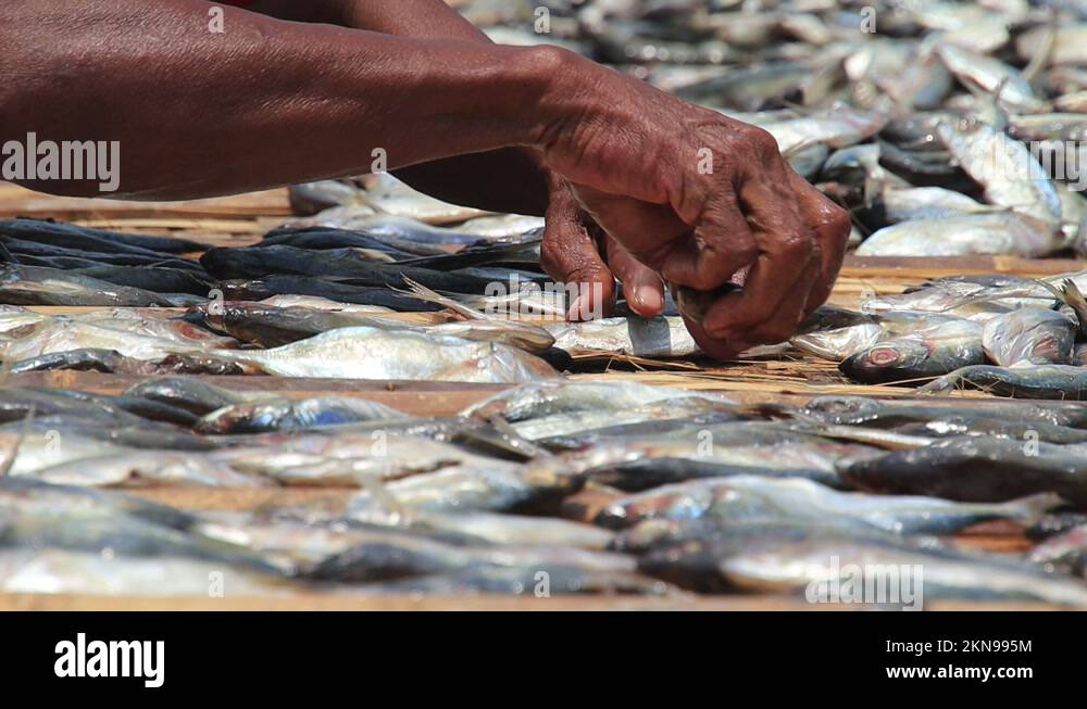 Beheaded fish Stock Videos & Footage - HD and 4K Video Clips - Alamy