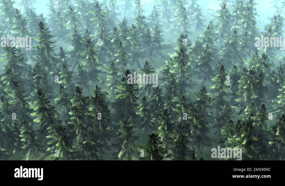 Background animation of coniferous forest at day time.Fixed angle ...