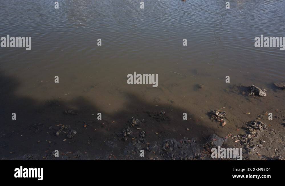 Murky muddy Stock Videos & Footage - HD and 4K Video Clips - Alamy