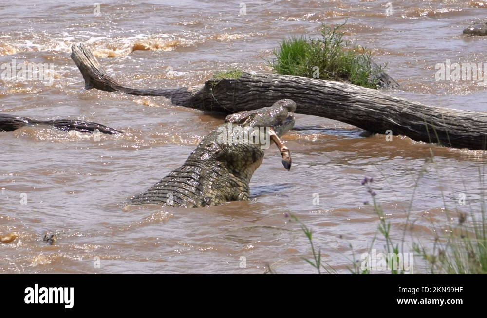 Aquatic antelope Stock Videos & Footage - HD and 4K Video Clips - Alamy