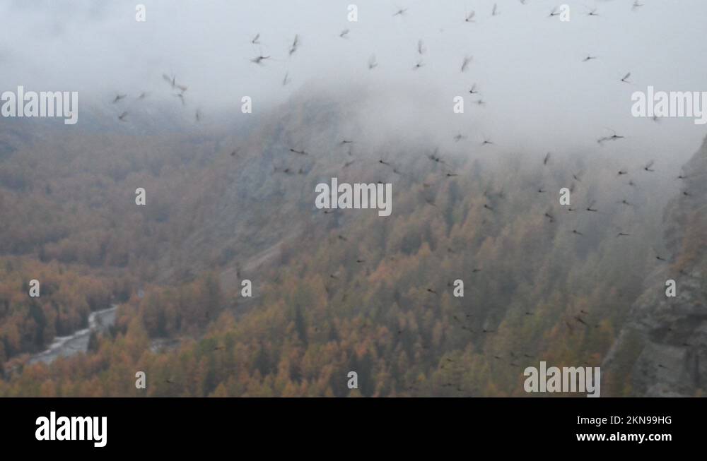 Mountain insects Stock Videos & Footage - HD and 4K Video Clips - Alamy