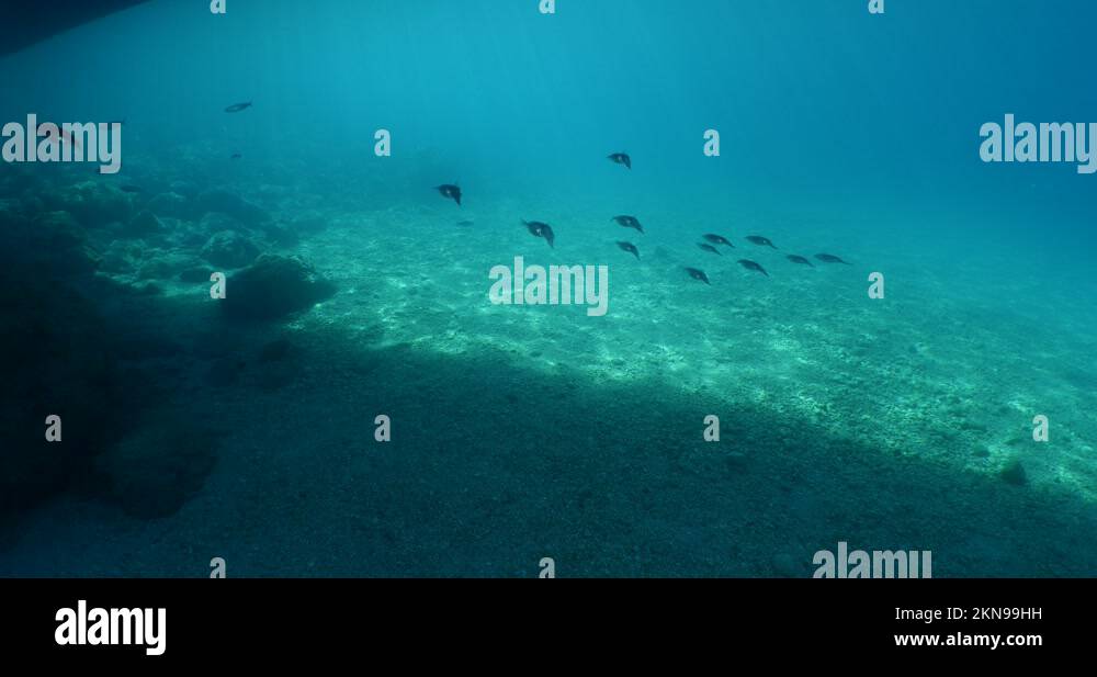 squid school underwater underwater ocean scenery animal cephalopod ...