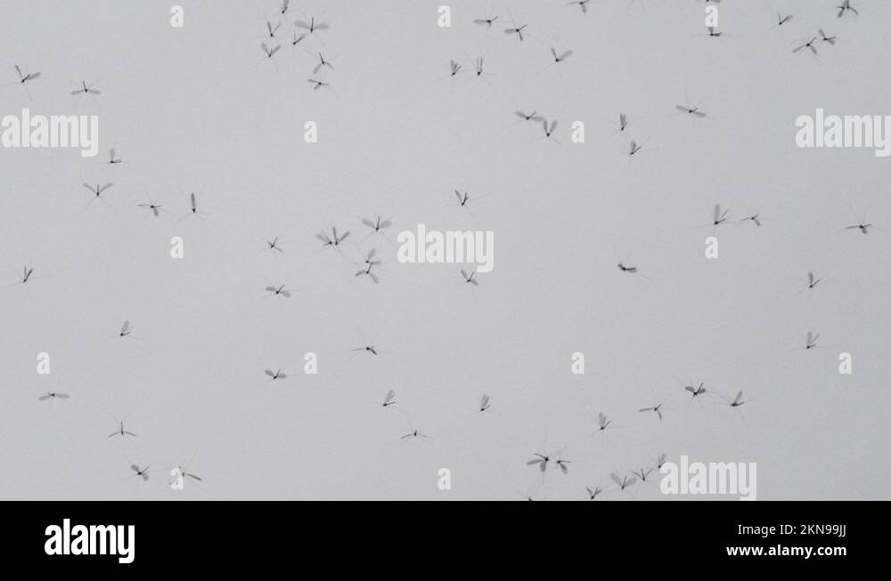 White mayflies Stock Videos & Footage - HD and 4K Video Clips - Alamy
