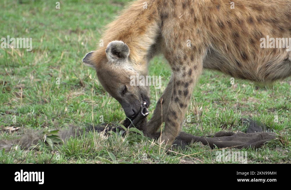 Hyena using his powerful jaws to chew a skin from a kill Stock Video ...