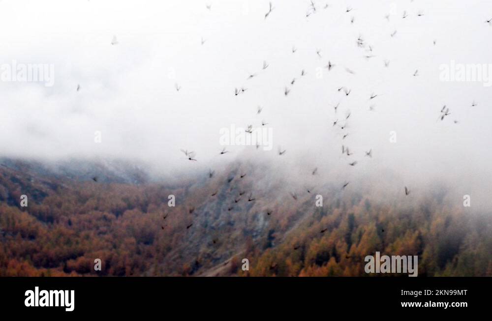 Beautiful mayflies Stock Videos & Footage - HD and 4K Video Clips - Alamy