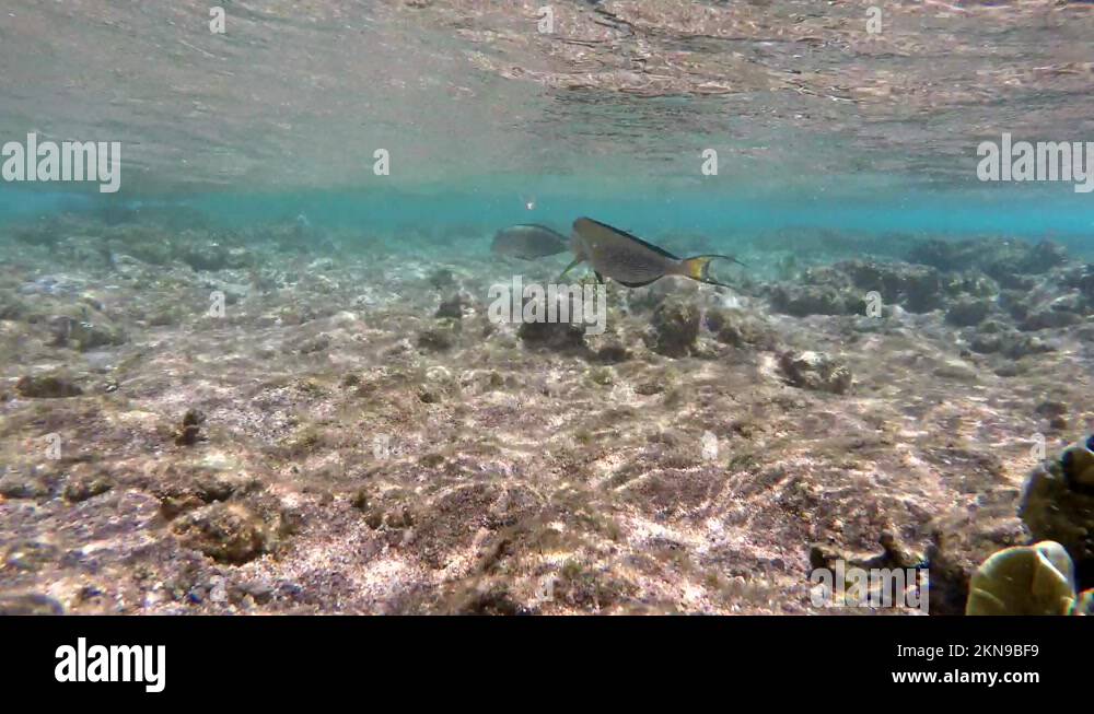 Attack fish Stock Videos & Footage - HD and 4K Video Clips - Alamy