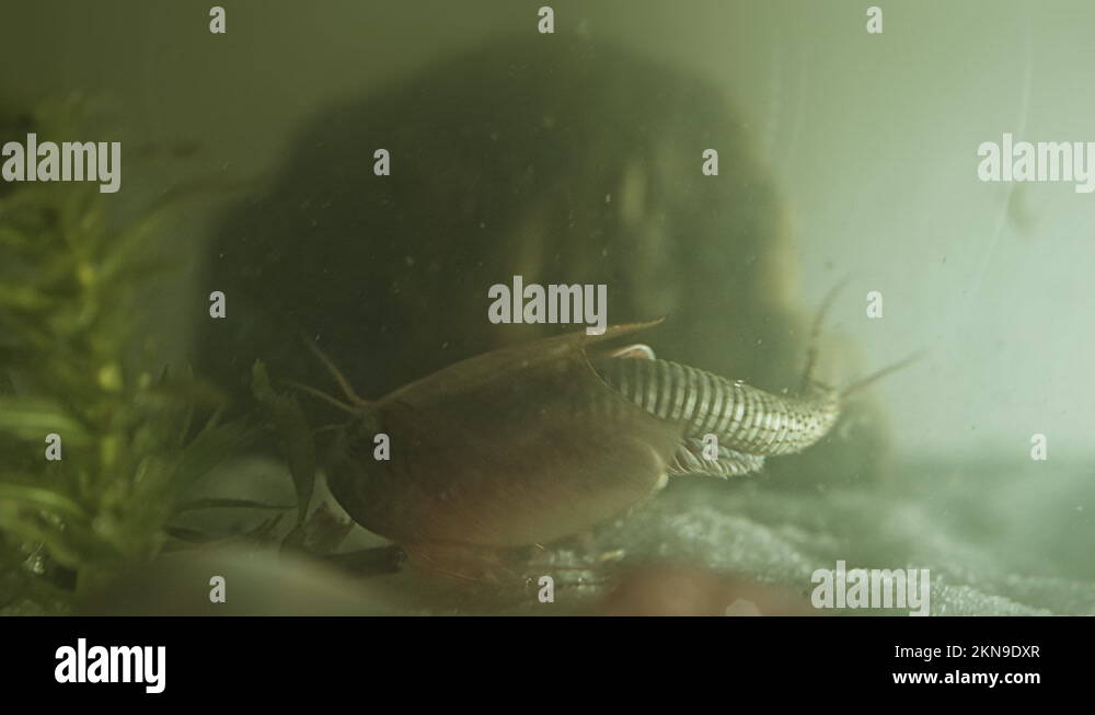 Triops or tadpole shrimp, a living fossil. Oldest living specimen in ...