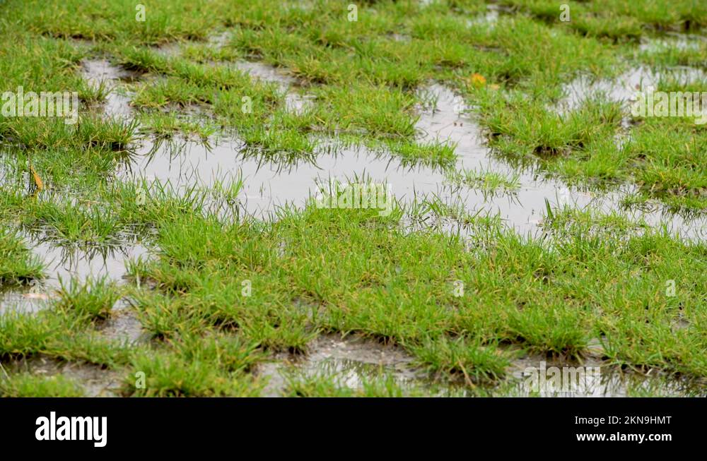 Grass in puddle Stock Videos & Footage - HD and 4K Video Clips - Alamy