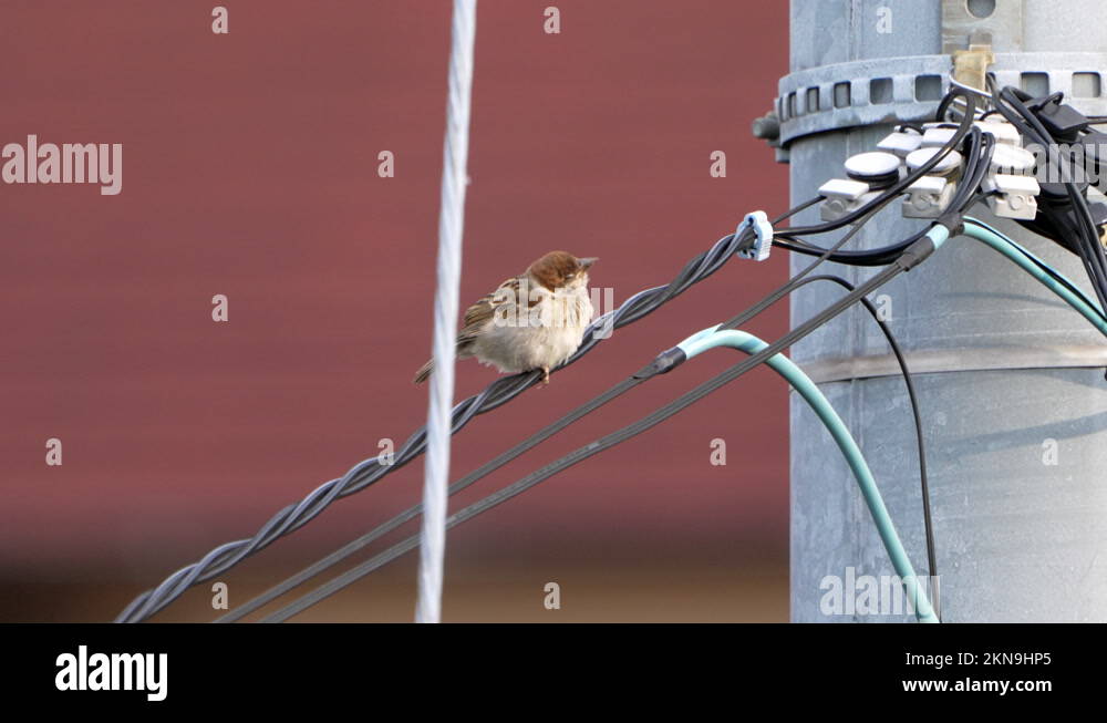 Powerline poles Stock Videos & Footage - HD and 4K Video Clips - Alamy