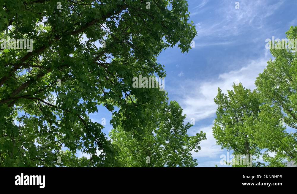 Rustlingleaves Stock Videos & Footage - HD and 4K Video Clips - Alamy