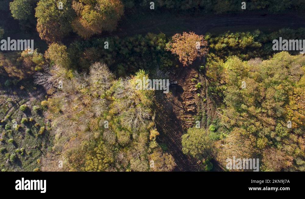 Drone view of deforestation taking place in UK. Captured in 4K by a DJI ...