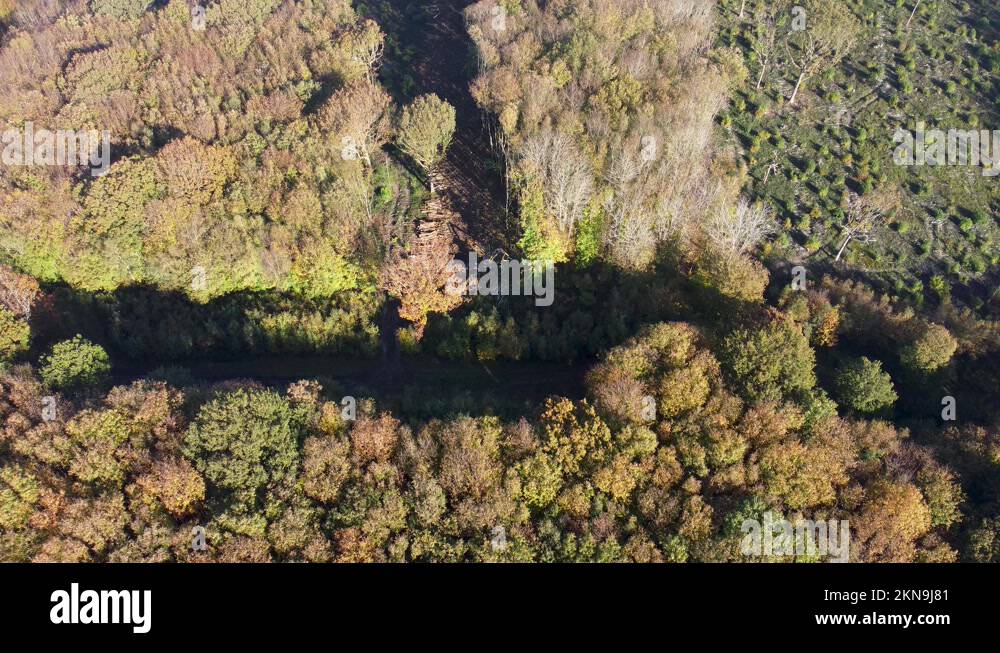 Deforestation in the uk Stock Videos & Footage - HD and 4K Video Clips ...