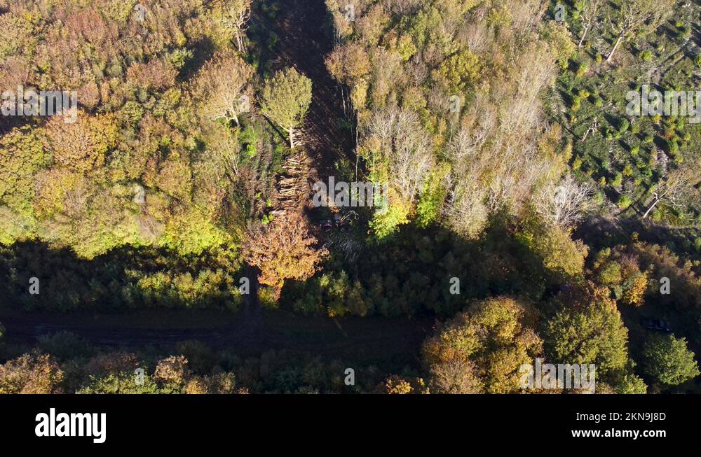 Deforestation england Stock Videos & Footage - HD and 4K Video Clips ...
