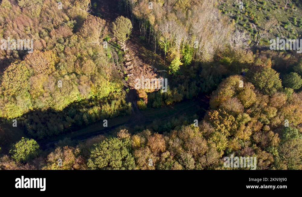 Deforestation in Kent England captured by 4K drone in Denge Woods Stock ...