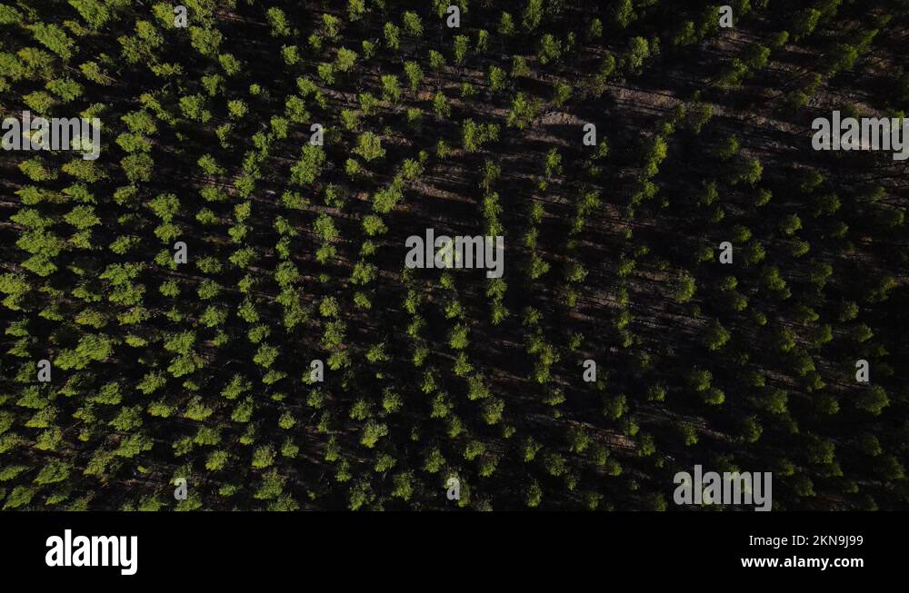 Designing a tree Stock Videos & Footage - HD and 4K Video Clips - Alamy