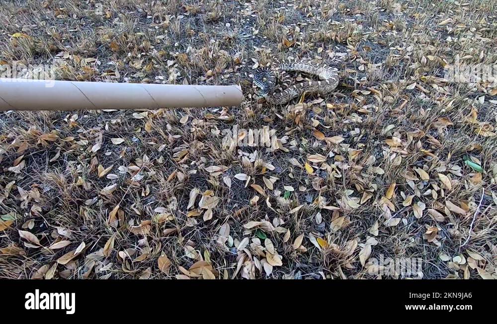 Snake in stick Stock Videos & Footage - HD and 4K Video Clips - Alamy
