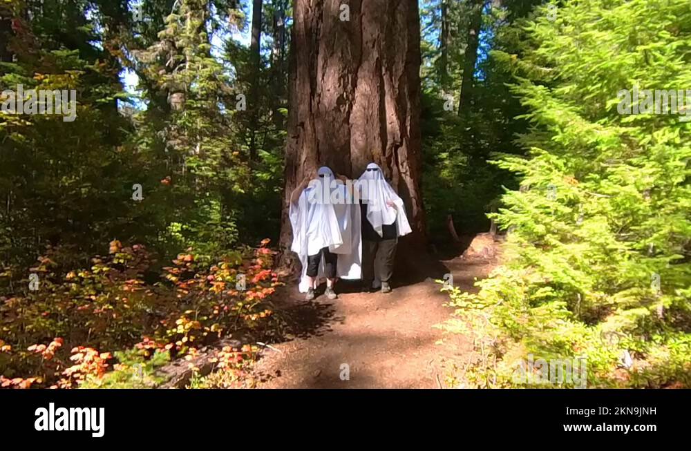 Ghosts in the tree Stock Videos & Footage - HD and 4K Video Clips - Alamy