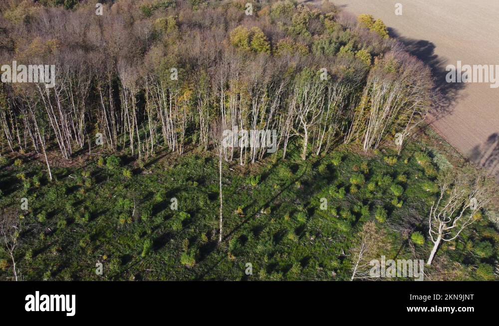 A treeline showing deforestation in 4K by a drone dolly left Stock ...