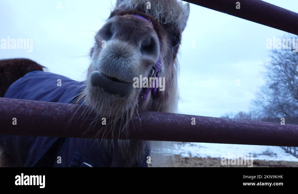 Poking funny face Stock Videos & Footage - HD and 4K Video Clips - Alamy