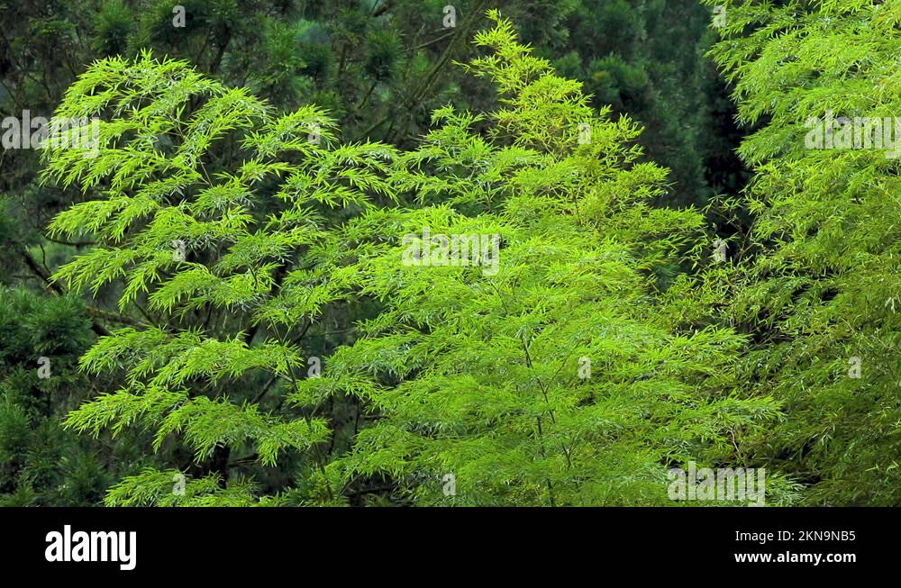 Taiwan, forest, mountain lake, Mingchi, recreation area, bamboo forest ...