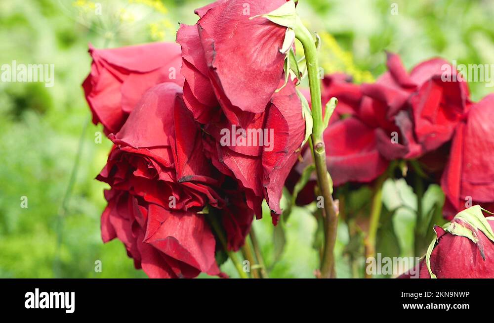 Close-up of withered dead flowers of red roses. symbol of separation ...