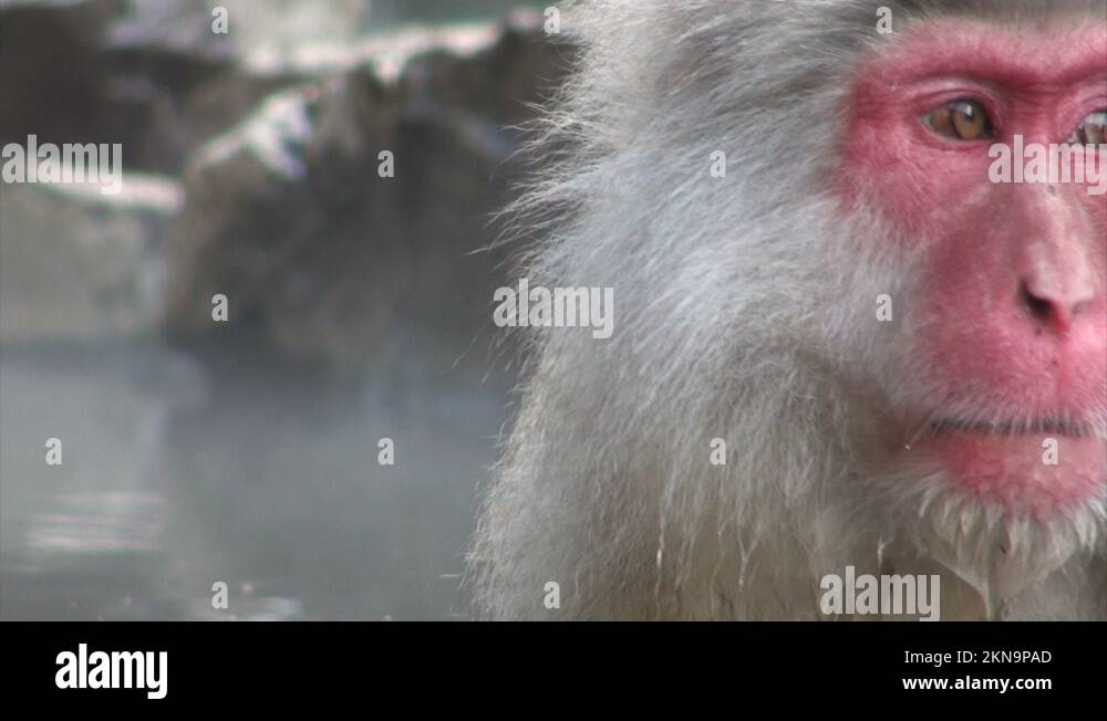 Steam around old 'snow monkey' in hot springs in Japan, face expression ...