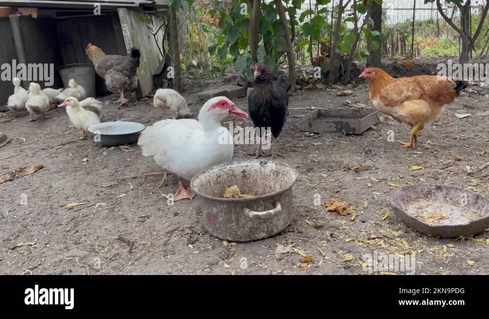 Chicken as pets Stock Videos & Footage - HD and 4K Video Clips - Alamy